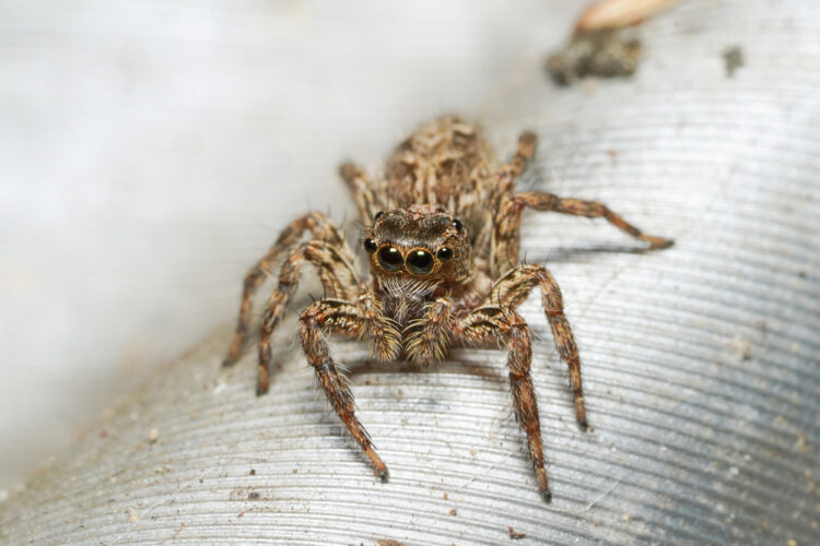 Garage Pest Prevention: Cleaning, Sealing, Traps - Crawford Doors